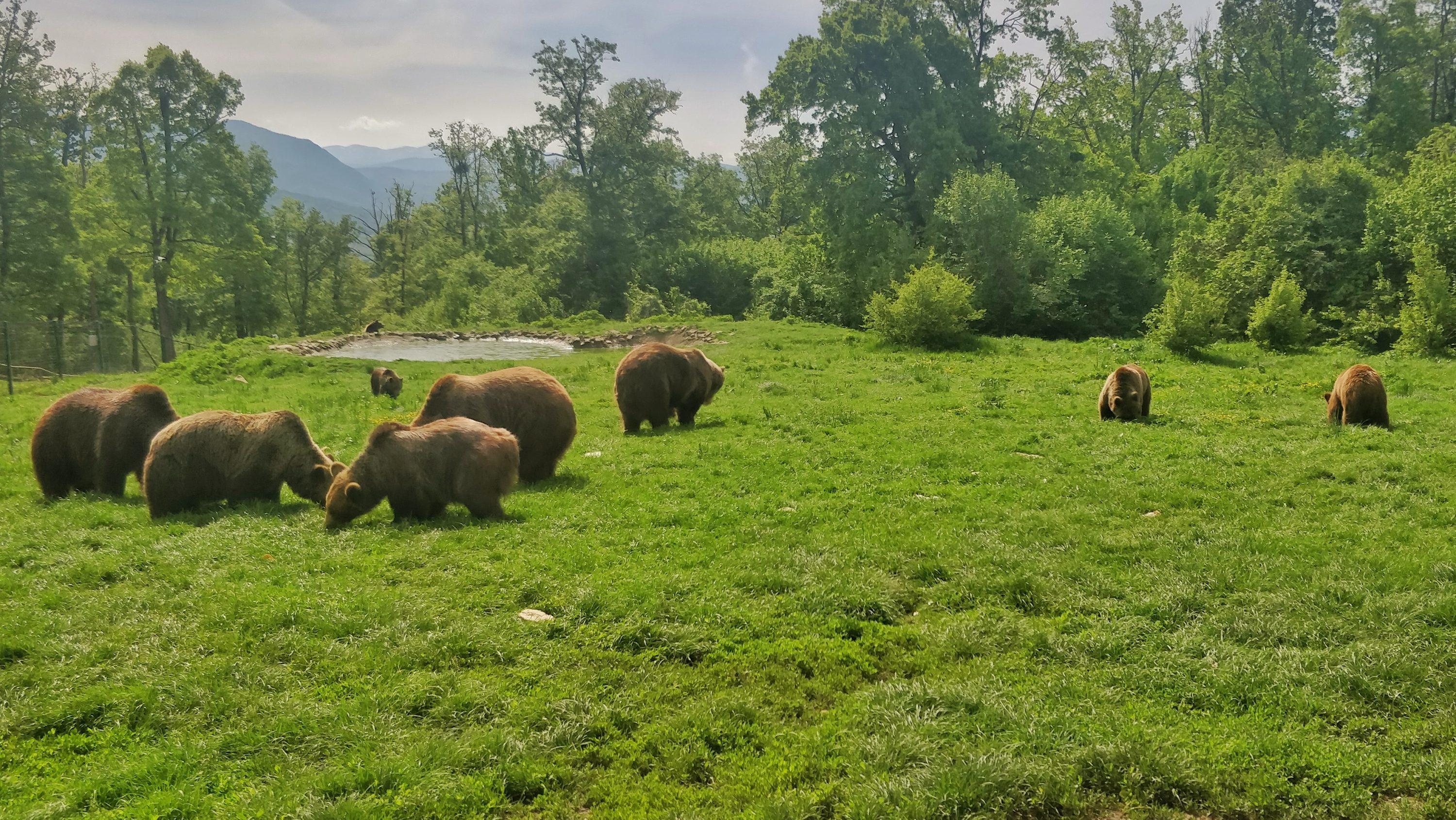 Libearty Zărnești: sanctuarul unde urșii își găsesc libertatea ...